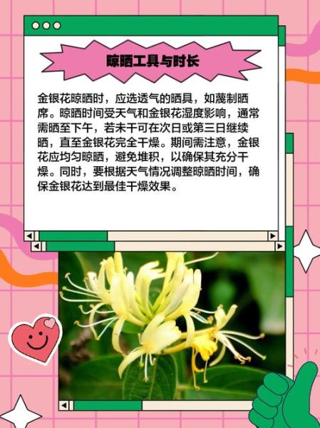 金银花怎么晒干_金银花晒干方法-第1张图片-山城妙识 金银花怎么晒干_金银花晒干方法-第1张图片-山城妙识