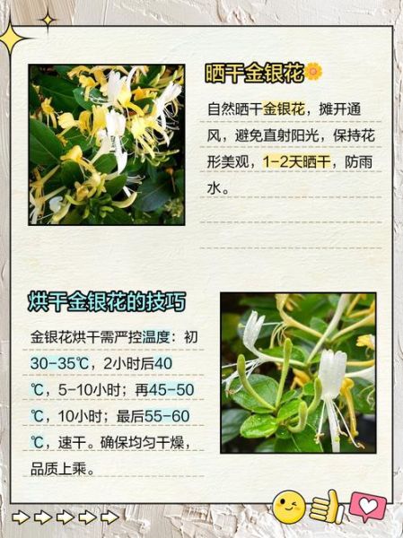 金银花怎么晒干_金银花晒干方法-第3张图片-山城妙识 金银花怎么晒干_金银花晒干方法-第3张图片-山城妙识