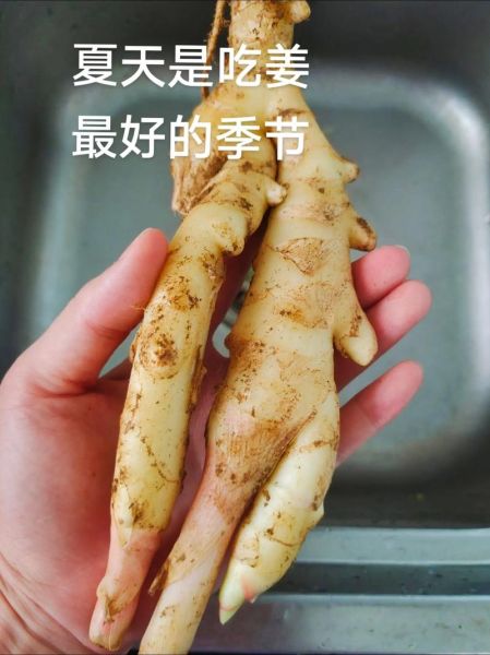 广西泡酸姜怎么做_正宗做法步骤详解-第3张图片-山城妙识 广西泡酸姜怎么做_正宗做法步骤详解-第3张图片-山城妙识