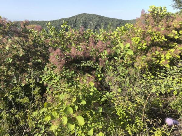 南岭的地理意义是什么_南岭对气候的影响有哪些-第2张图片-山城妙识