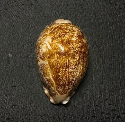 地理螺是什么_地理螺怎么养-第1张图片-山城妙识 地理螺是什么_地理螺怎么养-第1张图片-山城妙识