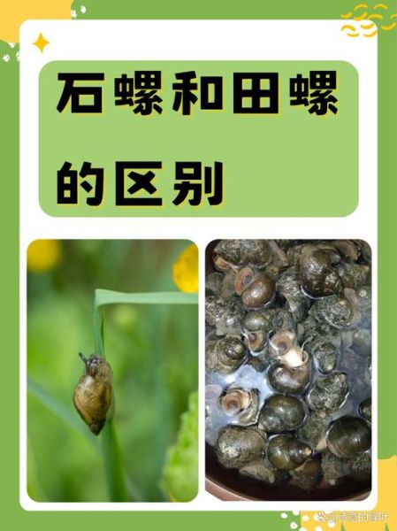 地理螺是什么_地理螺怎么养-第2张图片-山城妙识 地理螺是什么_地理螺怎么养-第2张图片-山城妙识