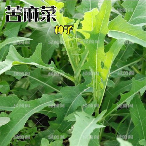 麻菜怎么做_麻菜的家常做法步骤-第3张图片-山城妙识