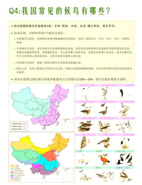 鸟地理分布_鸟类迁徙路线怎么查-第1张图片-山城妙识 鸟地理分布_鸟类迁徙路线怎么查-第1张图片-山城妙识