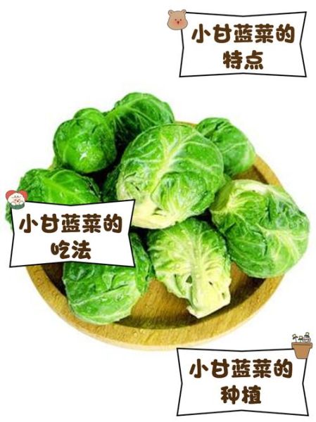 甘蓝菜怎么炒好吃_甘蓝菜炒几分钟才脆-第2张图片-山城妙识