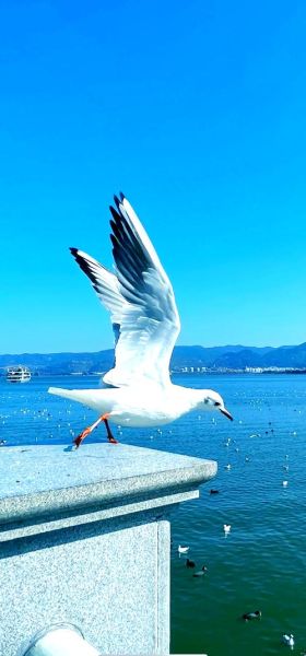 滇池旅游攻略_滇池有哪些景点值得去-第2张图片-山城妙识