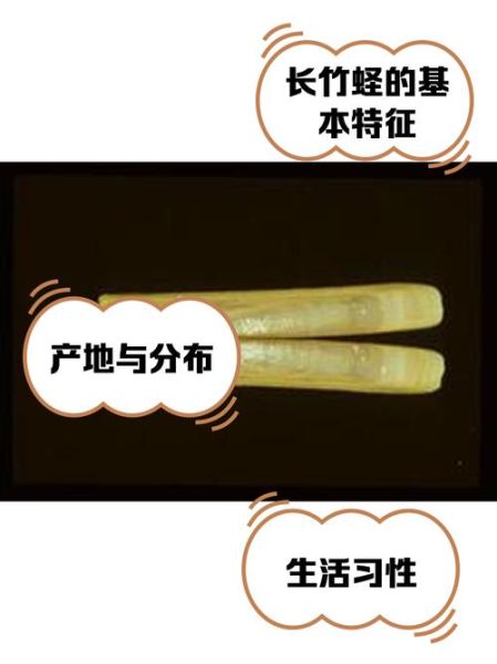 长竹蛏怎么清洗_长竹蛏蒸多久才熟-第3张图片-山城妙识