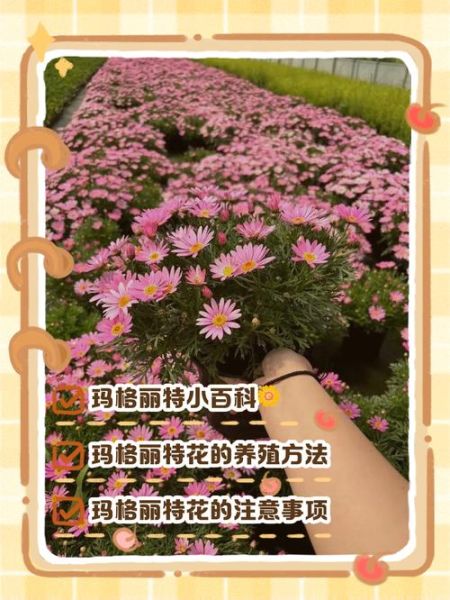 玛格丽特怎么养_玛格丽特花苞为什么打不开-第2张图片-山城妙识 玛格丽特怎么养_玛格丽特花苞为什么打不开-第2张图片-山城妙识