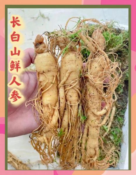 新鲜人参怎么吃_鲜人参做法大全-第1张图片-山城妙识 新鲜人参怎么吃_鲜人参做法大全-第1张图片-山城妙识