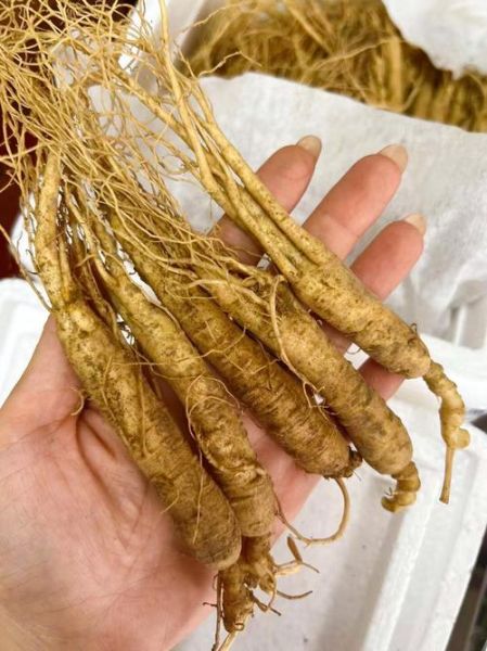 新鲜人参怎么吃_鲜人参做法大全-第3张图片-山城妙识 新鲜人参怎么吃_鲜人参做法大全-第3张图片-山城妙识