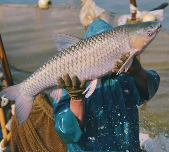脆皖鱼怎么做好吃_脆皖鱼的家常做法-第2张图片-山城妙识 脆皖鱼怎么做好吃_脆皖鱼的家常做法-第2张图片-山城妙识