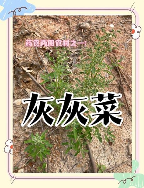 干灰菜怎么做好吃_干灰菜的家常做法大全-第2张图片-山城妙识 干灰菜怎么做好吃_干灰菜的家常做法大全-第2张图片-山城妙识