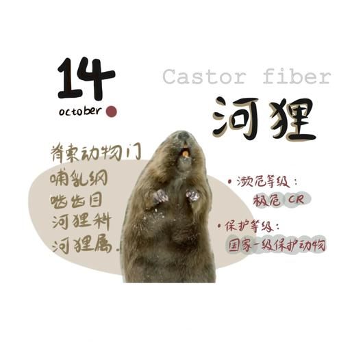 地理狸是什么动物_地理狸和狸猫区别-第2张图片-山城妙识 地理狸是什么动物_地理狸和狸猫区别-第2张图片-山城妙识