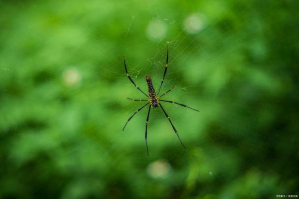地理蛛是什么_地理蛛如何影响SEO-第2张图片-山城妙识 地理蛛是什么_地理蛛如何影响SEO-第2张图片-山城妙识