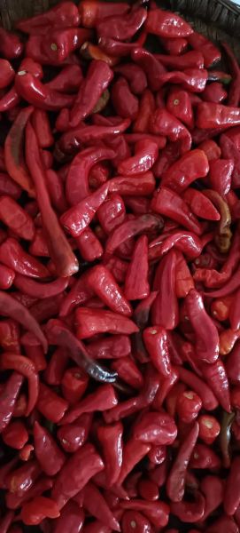 家庭自制豆瓣酱怎么做_正宗川味豆瓣酱配方-第2张图片-山城妙识 家庭自制豆瓣酱怎么做_正宗川味豆瓣酱配方-第2张图片-山城妙识