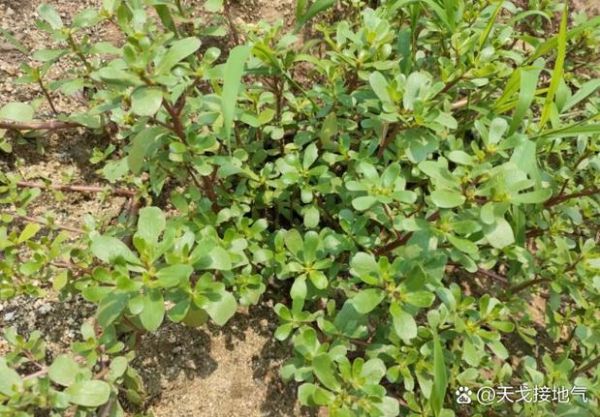 凉拌马齿苋怎么做_马齿苋焯水几分钟-第2张图片-山城妙识 凉拌马齿苋怎么做_马齿苋焯水几分钟-第2张图片-山城妙识