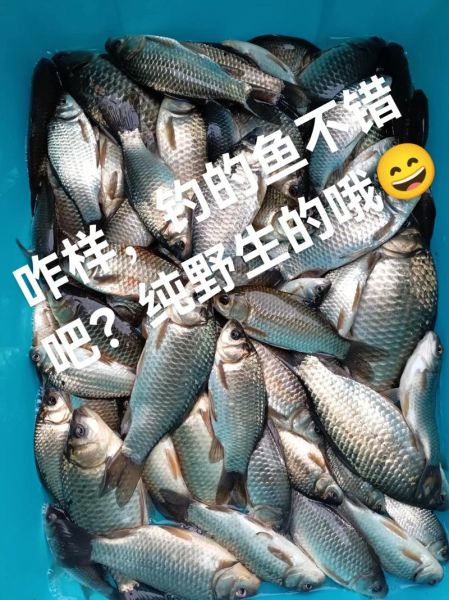 清炖鲫鱼汤怎么做_鲫鱼汤去腥技巧-第2张图片-山城妙识