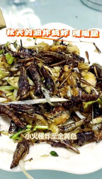 油炸蚂蚱怎么做_油炸蚂蚱要焯水吗-第3张图片-山城妙识 油炸蚂蚱怎么做_油炸蚂蚱要焯水吗-第3张图片-山城妙识