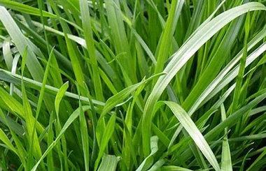 兔子怎么养_兔子吃什么草最安全-第1张图片-山城妙识 兔子怎么养_兔子吃什么草最安全-第1张图片-山城妙识