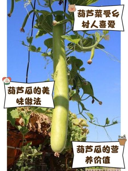菜葫芦怎么炒好吃_菜葫芦的家常做法步骤-第1张图片-山城妙识 菜葫芦怎么炒好吃_菜葫芦的家常做法步骤-第1张图片-山城妙识