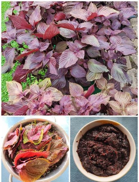 紫苏酱怎么做_紫苏酱保存多久-第1张图片-山城妙识 紫苏酱怎么做_紫苏酱保存多久-第1张图片-山城妙识