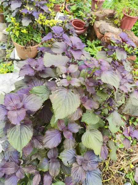 紫苏姜的做法_紫苏姜怎么腌制才脆爽-第2张图片-山城妙识