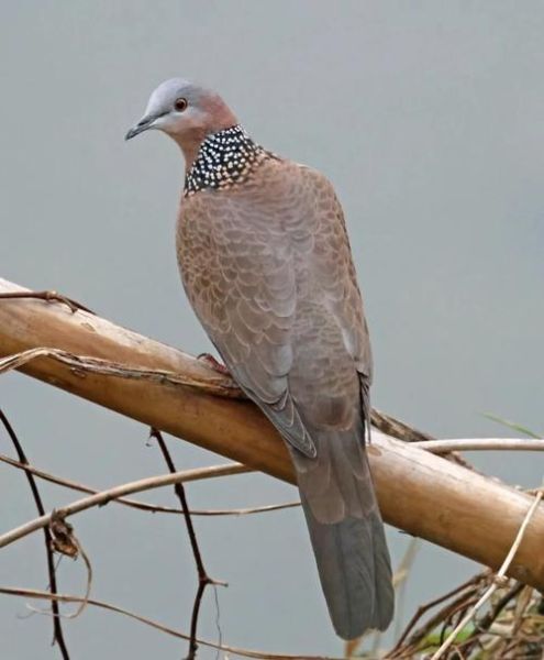 斑鸠怎么做最好吃_斑鸠汤的做法步骤-第3张图片-山城妙识 斑鸠怎么做最好吃_斑鸠汤的做法步骤-第3张图片-山城妙识