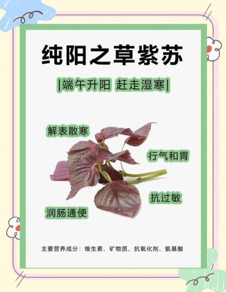 紫苏叶怎么做好吃_紫苏叶的做法大全-第2张图片-山城妙识 紫苏叶怎么做好吃_紫苏叶的做法大全-第2张图片-山城妙识