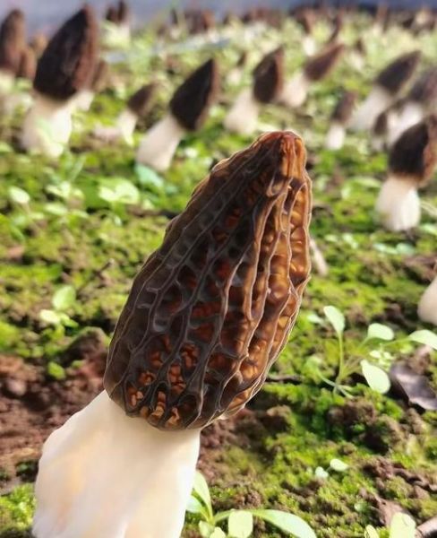 野生蘑菇怎么清洗_野生蘑菇怎么炒才好吃-第2张图片-山城妙识 野生蘑菇怎么清洗_野生蘑菇怎么炒才好吃-第2张图片-山城妙识