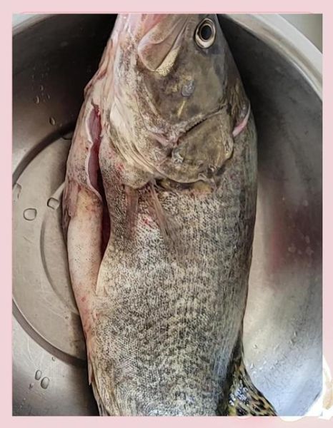 清蒸鳜鱼怎么蒸不腥_清蒸鳜鱼蒸几分钟口感最佳-第1张图片-山城妙识 清蒸鳜鱼怎么蒸不腥_清蒸鳜鱼蒸几分钟口感最佳-第1张图片-山城妙识