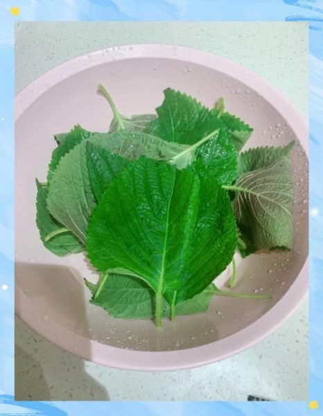 凉拌苏子叶怎么做_苏子叶凉拌需要焯水吗-第2张图片-山城妙识 凉拌苏子叶怎么做_苏子叶凉拌需要焯水吗-第2张图片-山城妙识