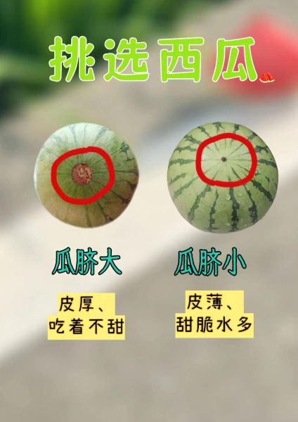 西瓜怎么挑选_西瓜怎么切不流汁-第1张图片-山城妙识 西瓜怎么挑选_西瓜怎么切不流汁-第1张图片-山城妙识