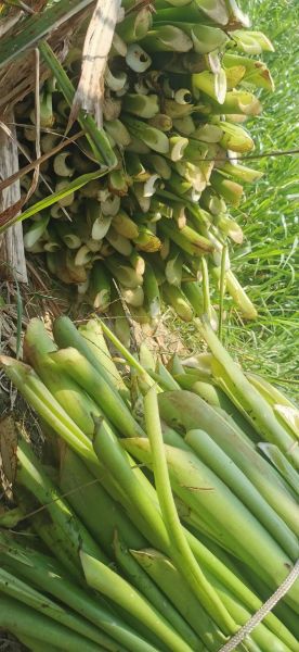 酸芋苗怎么腌制_酸芋苗的做法步骤-第1张图片-山城妙识 酸芋苗怎么腌制_酸芋苗的做法步骤-第1张图片-山城妙识