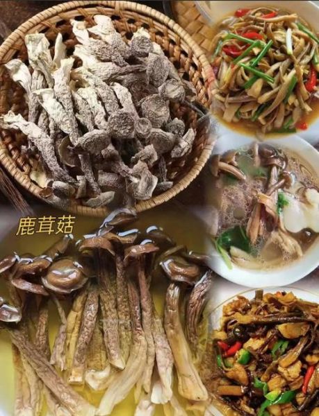 鹿茸菇怎么做好吃_鹿茸菇的做法大全-第2张图片-山城妙识 鹿茸菇怎么做好吃_鹿茸菇的做法大全-第2张图片-山城妙识