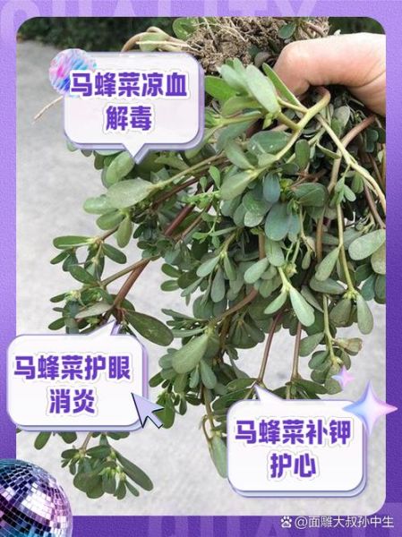 马蜂菜怎么做好吃_马蜂菜的做法大全-第1张图片-山城妙识 马蜂菜怎么做好吃_马蜂菜的做法大全-第1张图片-山城妙识