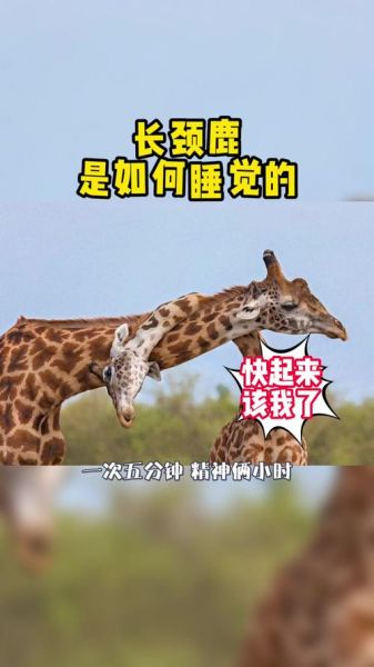 长颈鹿怎么睡觉_长颈鹿为什么站着睡-第1张图片-山城妙识 长颈鹿怎么睡觉_长颈鹿为什么站着睡-第1张图片-山城妙识