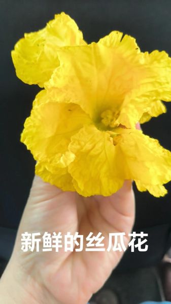 丝瓜花泡水喝的功效_丝瓜花泡水能天天喝吗-第3张图片-山城妙识 丝瓜花泡水喝的功效_丝瓜花泡水能天天喝吗-第3张图片-山城妙识