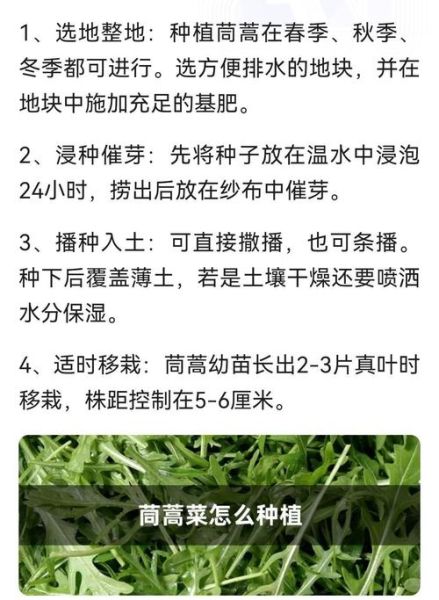大叶茼蒿怎么种_大叶茼蒿营养价值-第1张图片-山城妙识 大叶茼蒿怎么种_大叶茼蒿营养价值-第1张图片-山城妙识
