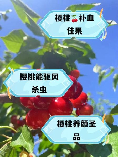 樱桃的功效与作用有哪些_樱桃营养价值高吗-第3张图片-山城妙识 樱桃的功效与作用有哪些_樱桃营养价值高吗-第3张图片-山城妙识