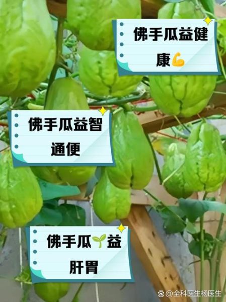 佛手瓜什么人不能吃_佛手瓜禁忌人群有哪些-第2张图片-山城妙识