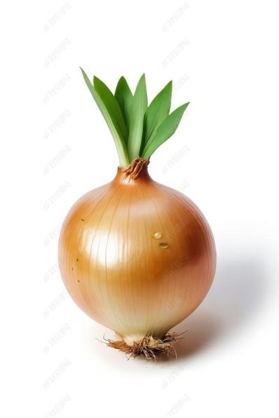 洋葱图片大全大图_如何挑选高清素材-第3张图片-山城妙识 洋葱图片大全大图_如何挑选高清素材-第3张图片-山城妙识