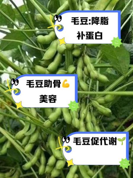 毛豆的功效与禁忌_哪些人不能吃毛豆-第1张图片-山城妙识