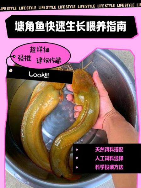 塘角鱼养殖技术_塘角鱼养殖成本-第1张图片-山城妙识 塘角鱼养殖技术_塘角鱼养殖成本-第1张图片-山城妙识