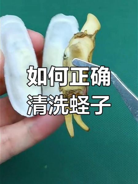 蛏子怎么去内脏_蛏子内脏清理视频教程-第2张图片-山城妙识 蛏子怎么去内脏_蛏子内脏清理视频教程-第2张图片-山城妙识