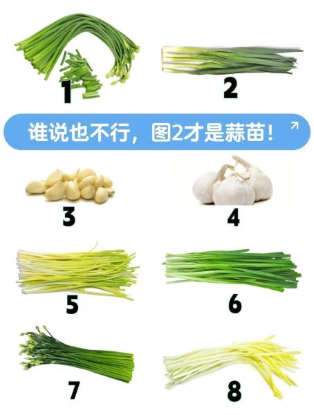 蒜薹是什么_蒜薹和蒜苗的区别-第1张图片-山城妙识 蒜薹是什么_蒜薹和蒜苗的区别-第1张图片-山城妙识