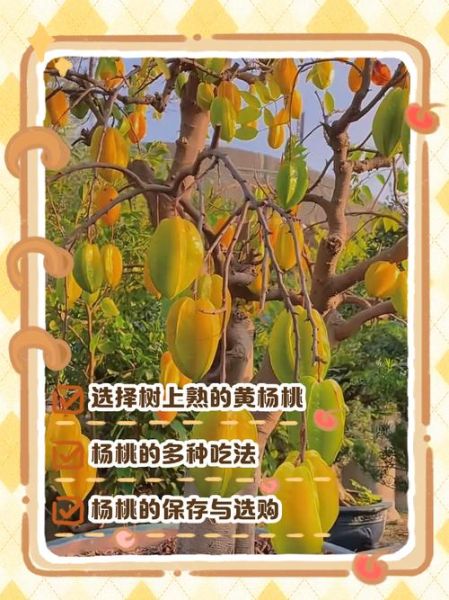 杨桃怎么吃比较正确_杨桃的正确吃法-第2张图片-山城妙识