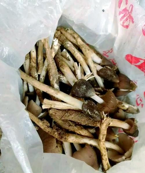 油鸡枞多少钱一斤_油鸡枞怎么保存-第2张图片-山城妙识