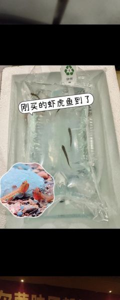 中国常见虾虎鱼有哪些_虾虎鱼怎么分公母-第2张图片-山城妙识