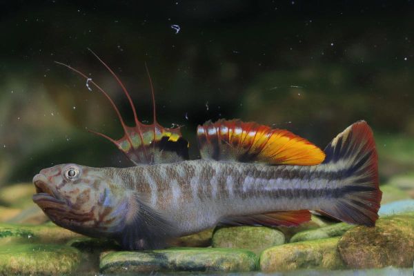 中国常见虾虎鱼有哪些_虾虎鱼怎么分公母-第3张图片-山城妙识