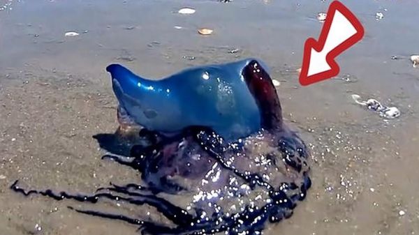 世界上最恐怖的水母_箱水母毒性有多强-第1张图片-山城妙识